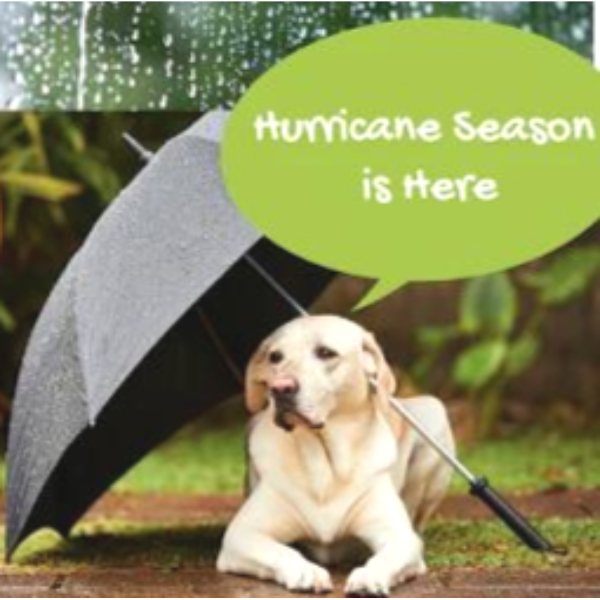 PET HURRICANE AND STORM PREPAREDNESS – SHONGear Designs